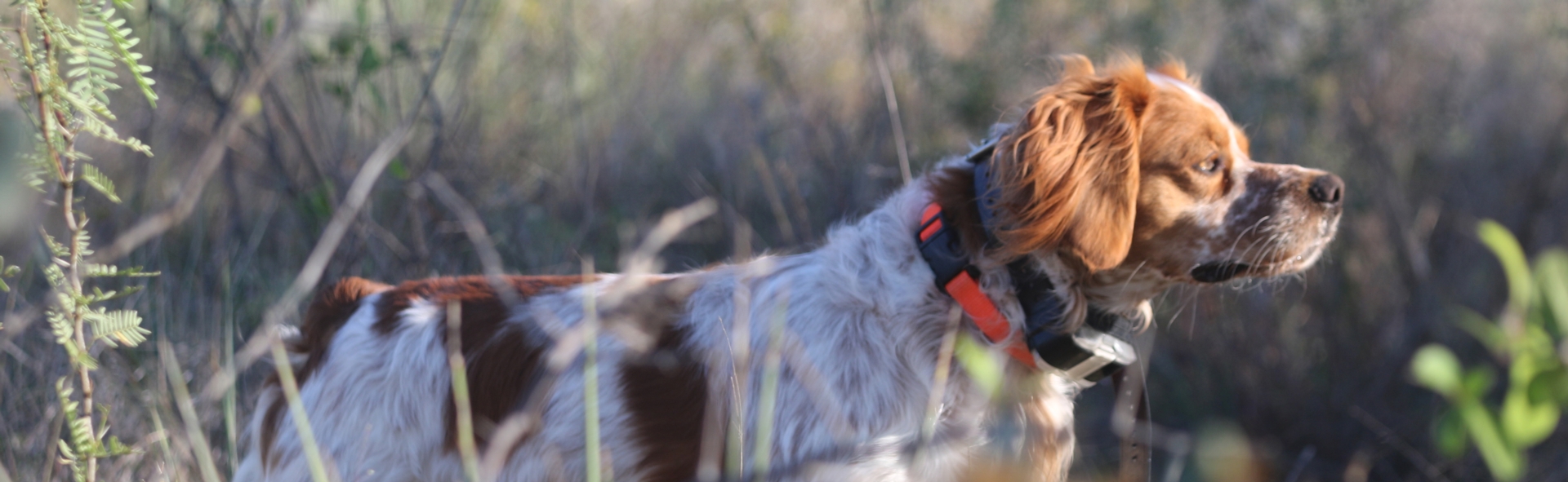 Big Country Kennel & Outfitters I Texas Gun Dog Training & Quail Hunting