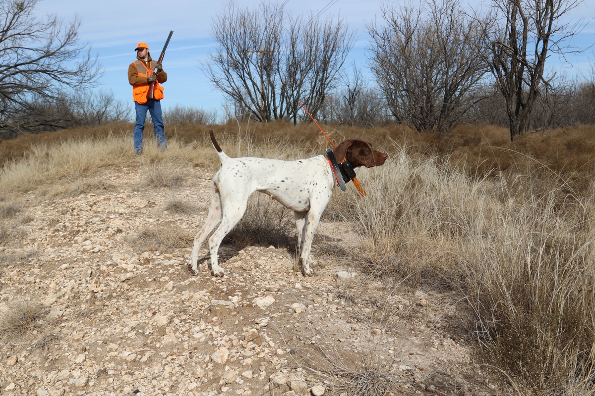 Guided Texas Upland Hunts - Big Country Kennels Inc